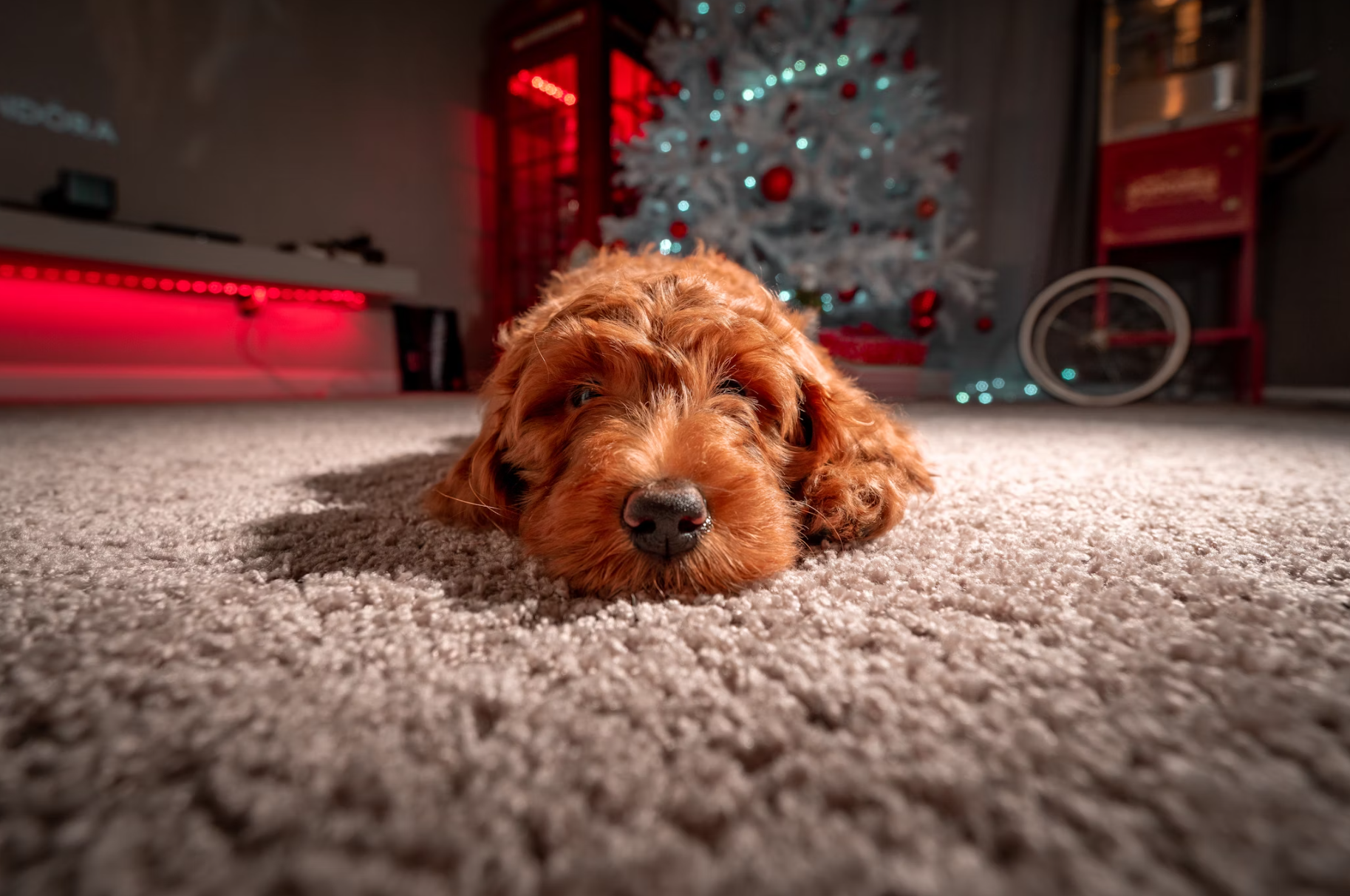 Choosing the Best Carpet Pile Height: A Complete Guide